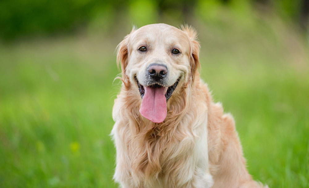 A golden retriever gondozása, tulajdonságai és etetése
