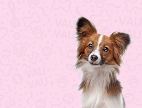 A papillon gondozása, tulajdonságai és etetése