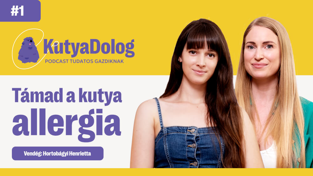 Kutya allergia tünetei: Miért vakarózik vagy rágja magát?