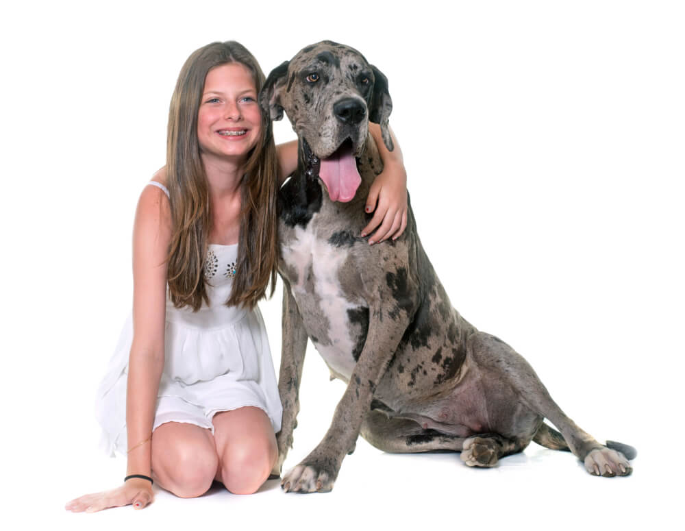 A német dog gondozása, tulajdonságai és etetése