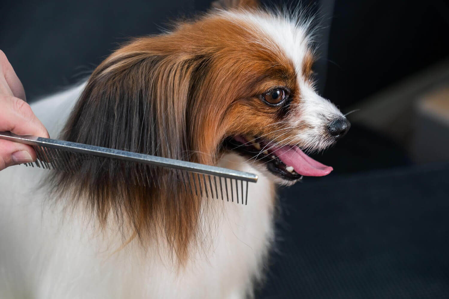 A papillon gondozása, tulajdonságai és etetése