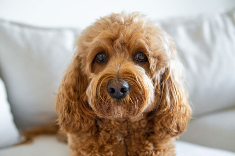 A cavapoo gondozása, tulajdonságai és etetése