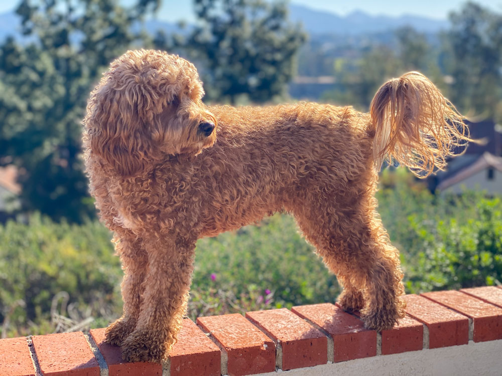 A cavapoo gondozása, tulajdonságai és etetése