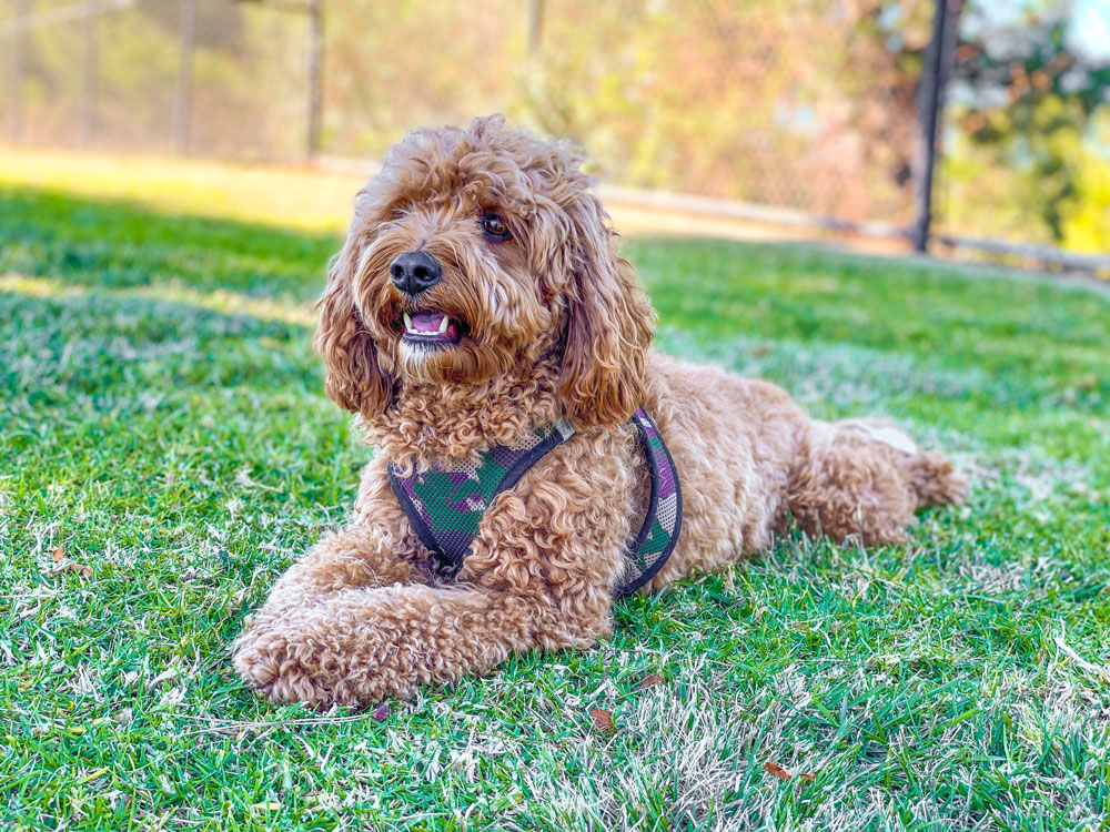 A cavapoo gondozása, tulajdonságai és etetése
