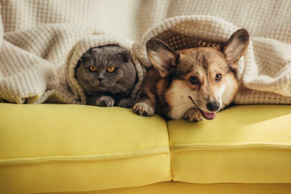 A Pembroke Welsh Corgi gondozása, tulajdonságai és etetése
