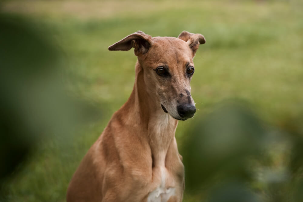 A whippet gondozása, tulajdonságai és etetése